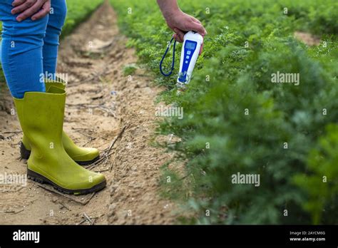 Measure Soil With Digital Device Green Plants And Woman Farmer Measure PH And Moisture In The