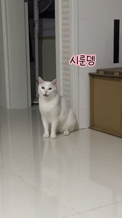 귀찮아도 말 잘 듣는 고양이 고양이일상 고양이브이로그 Youtube