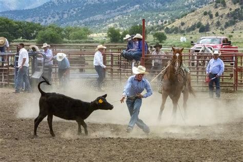 Wild West Rodeo Calf Roping Editorial Image Image Of Roping Horse