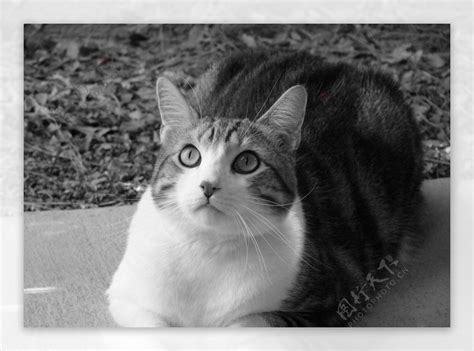 宠物猫图片素材 编号08336729 图行天下