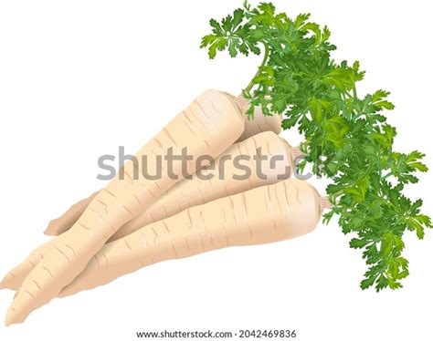 Parsnips White Background Over 511 Royalty Free Licensable Stock