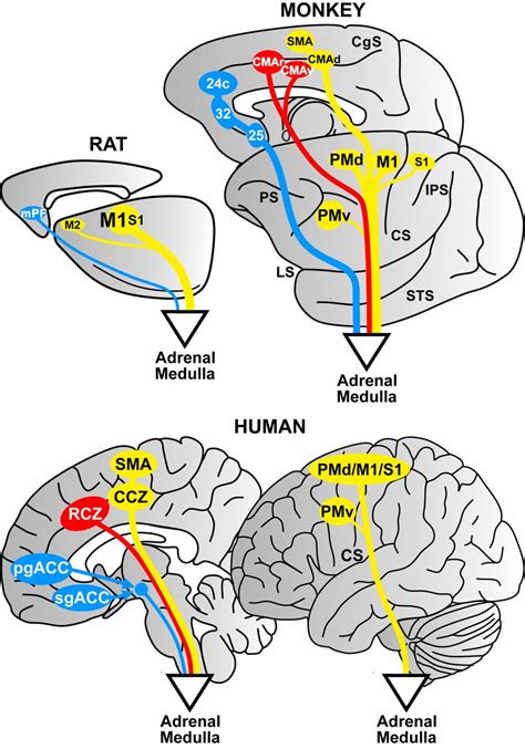 The Mind Body Problem Circuits That Link The Cerebral Cortex To The Adrenal Medulla Pnas