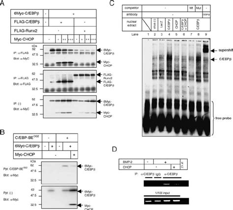 chop prevents interaction between runx2 and c ebp ␤ as well as the