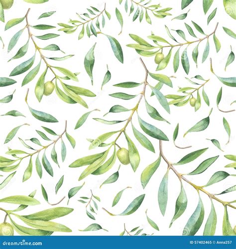 Rama De Olivo Verde De La Acuarela Ilustración del Vector Ilustración