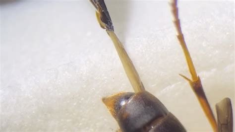 Check Out This Strepsiptera Aka The ‘bug Butt Parasite Wide Open Spaces