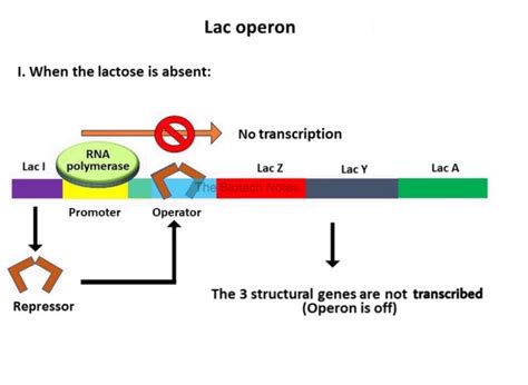 The Lactose Operon The Biotech Notes