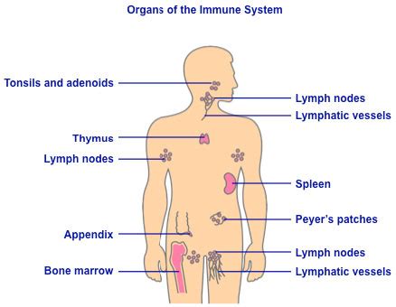 Explore The Immune System And Discover How It Protects The Body