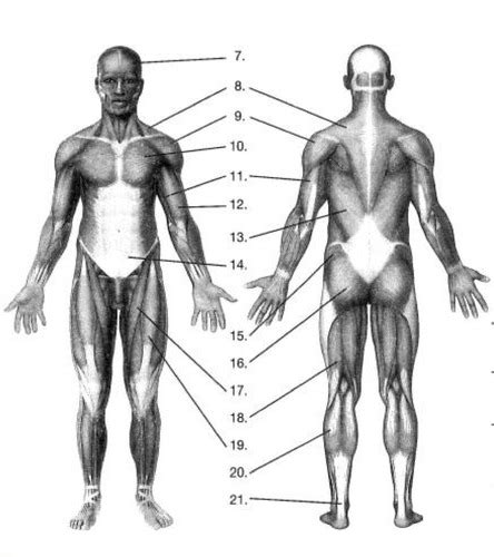 Med Term Test Two Flashcards Quizlet