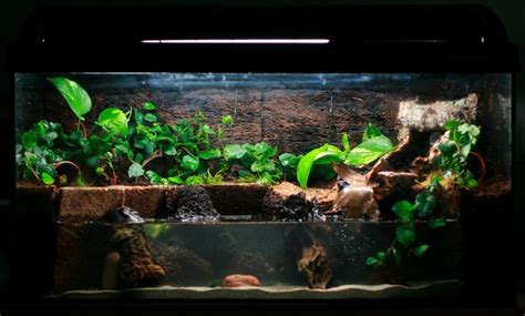Frog Tank With Plants And Rocks