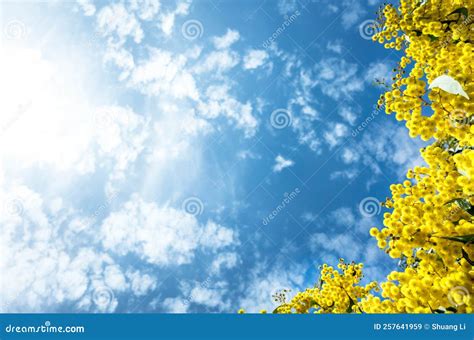 Background Texture Of Australian Native Plant Golden Wattle Acacia