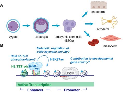 Research — Banaszynski Lab