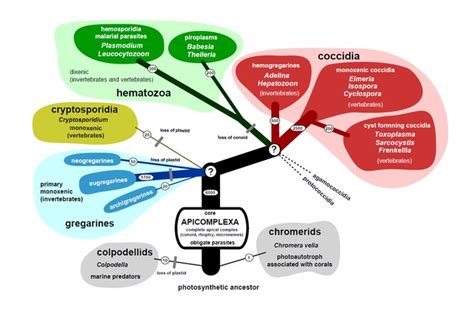 Apicomplexa Tree