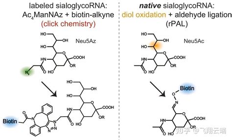 Glycorna Seq：rna糖基化修饰，表观转录组的新星 知乎