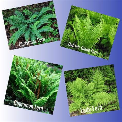 Names Of Ferns And Their Names