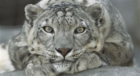 Обои на рабочий стол Снежный барс лежит на в кустах с пожелтевшими и
