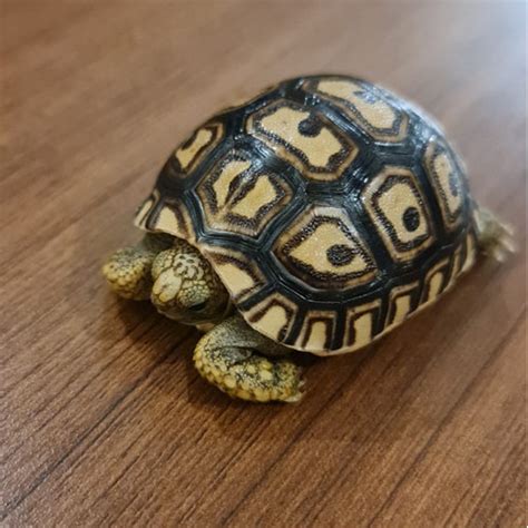 Jual Giant Pardalis Kota Bekasi Susy Garden Tokopedia