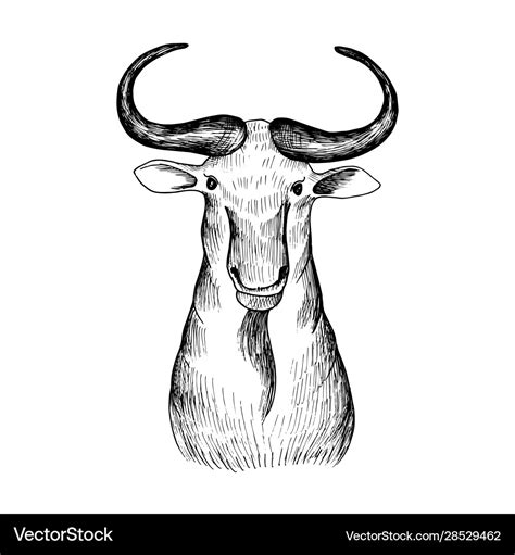 Hand Drawn Head Bizon Royalty Free Vector Image