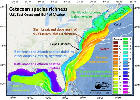 Habitat Based Cetacean Density Models For The Us Atlantic And Gulf Of Mexico 2015 Version