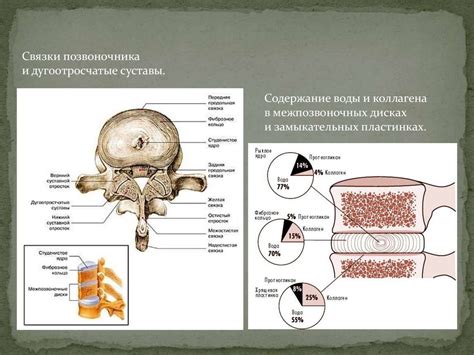 Остеохондроз Строение позвоночника Online Presentation