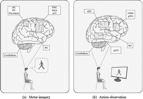 Motor Imagery And Action Observation As Effective Tools For Physical Therapy IntechOpen