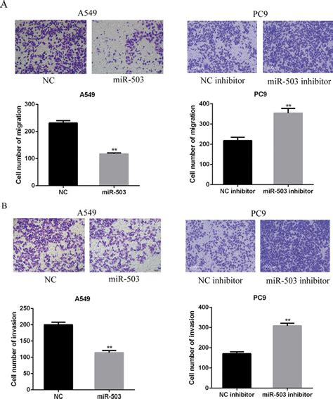 Mir 503 Suppresses Nsclc Cell Migration And Invasion A B The Cell