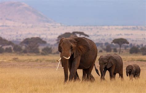 10 000 Kostenlose Afrika Und Natur Bilder Pixabay