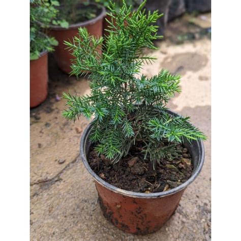 pine tree type 1 live plant shopee malaysia