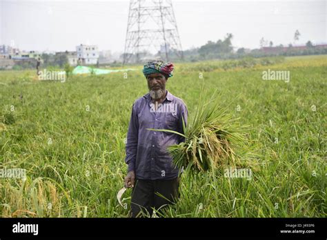 Dhaka Bangladesh 10th May 2017 Bangladeshi Farmers Cutting And