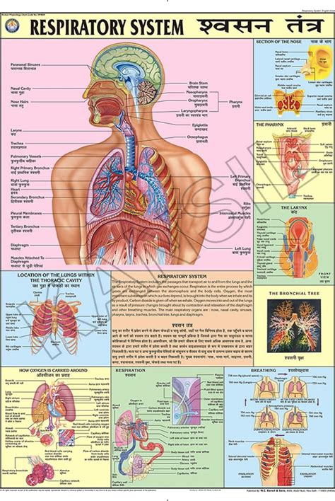 Anatomy And Physiology Respiratory System In Medical Anatomy And