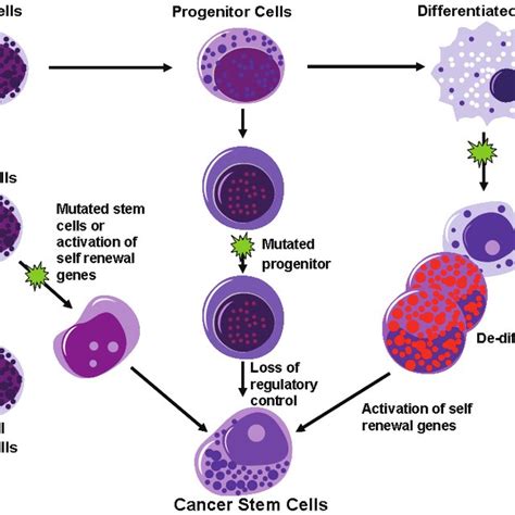 Tumor Clonal Selection Theory Stem Cells With Tumor Initiating