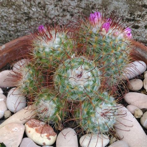 Mammillaria bombycina | PASSIONI SUCCULENTE