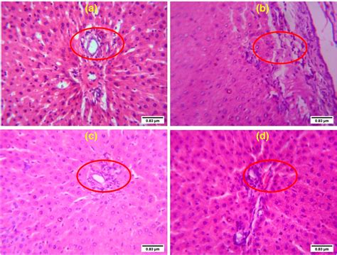 A Photomicrograph Of The Liver Of The Control X400 He Shows