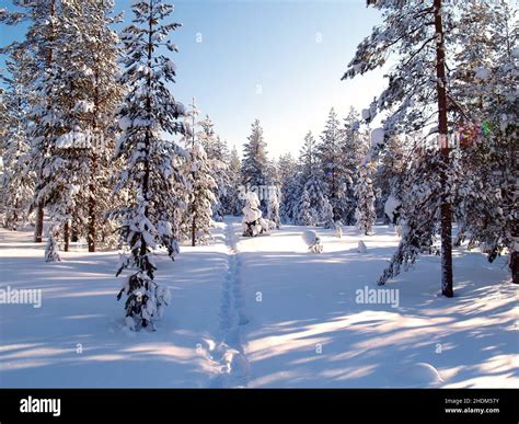Forest Winter Landscape Snowy Footprint Forests Wood Woodland