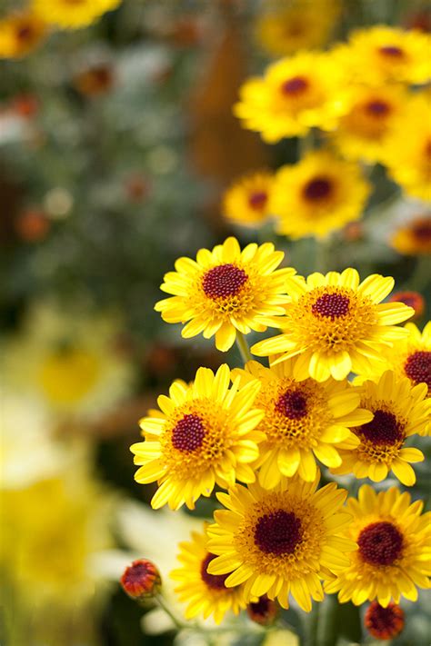 노란색 국화 배경 유토이미지 상세페이지 베이직샵 사진 21560504