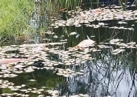 濕地公園現大量死魚 多部門介入調查｜即時新聞｜兩岸｜oncc東網