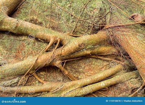 Tree Roots Pattern Stock Photo Image Of Face Place 115918878