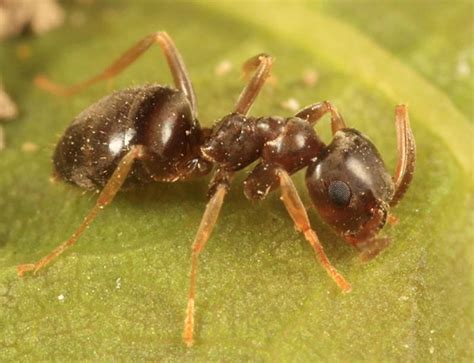 How To Get Rid Of Moisture Ants The Pest Advice