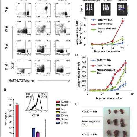 Naturally Occurring þ Cd137 T Cells Exist In Human Download Scientific Diagram