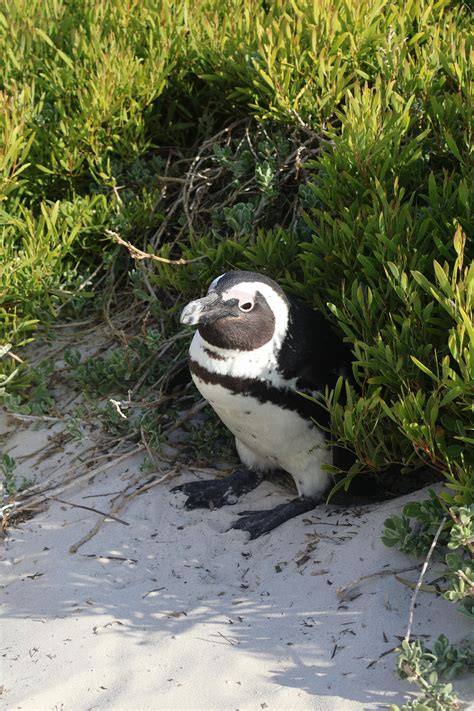 Eponer South Africa Photos Download The Best Free Eponer South Africa