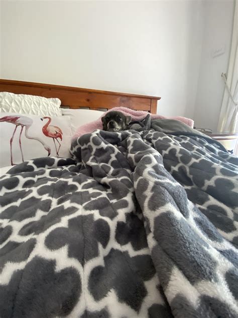 Pixie Poking Her Head Out R Chihuahua