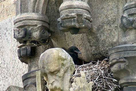 Common Raven Nest Urban Hawks
