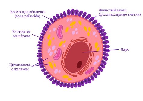 Яйцеклетка рисунок 44 фото скачать бесплатно