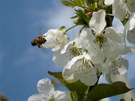 Blüte und Befruchtung - Deine Obstbauern