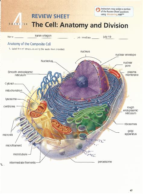 AP Lab Exam Review Sheet Chapter Cell Anatomy Division Studocu