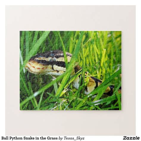 Ball Python Snake In The Grass Jigsaw Puzzle Zazzle Ball Python