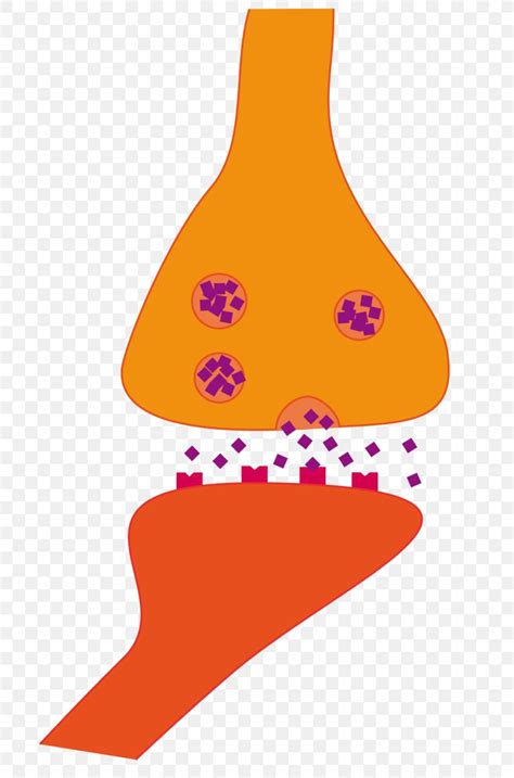 Synapse Neurotransmitter Brain Clip Art Png 770x1241px Synapse