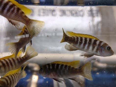 Jalo Reef Cynotilapia Afra Cichlid Reg Real Pets Corp