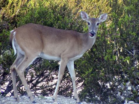 10 Interesting Facts About The Florida Panther In Fact Collaborative