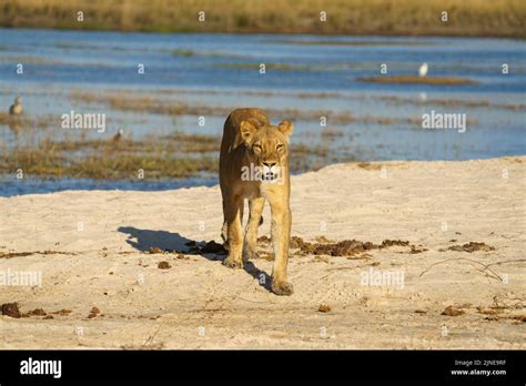 Lioness Panthera Leo On The Prowl Chobe National Park Botswana