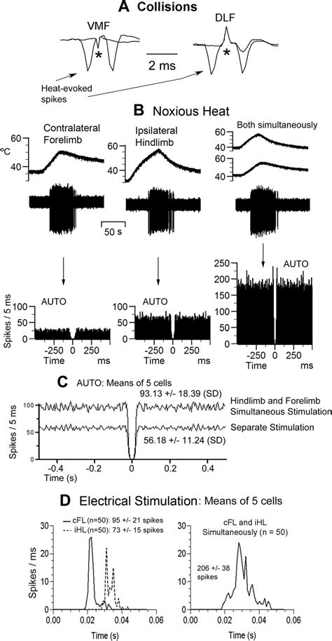 Spatial Summation Of Noxious Receptive Fields A Silent Cell At Rest Download Scientific